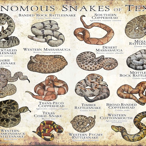 Venomous Snakes of Texas / Field Guide - Etsy Australia