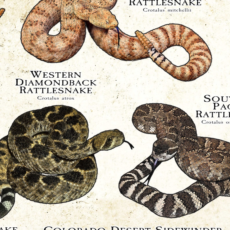 Venomous Snakes of California Art Print / Field Guide - SIGNED BY ...