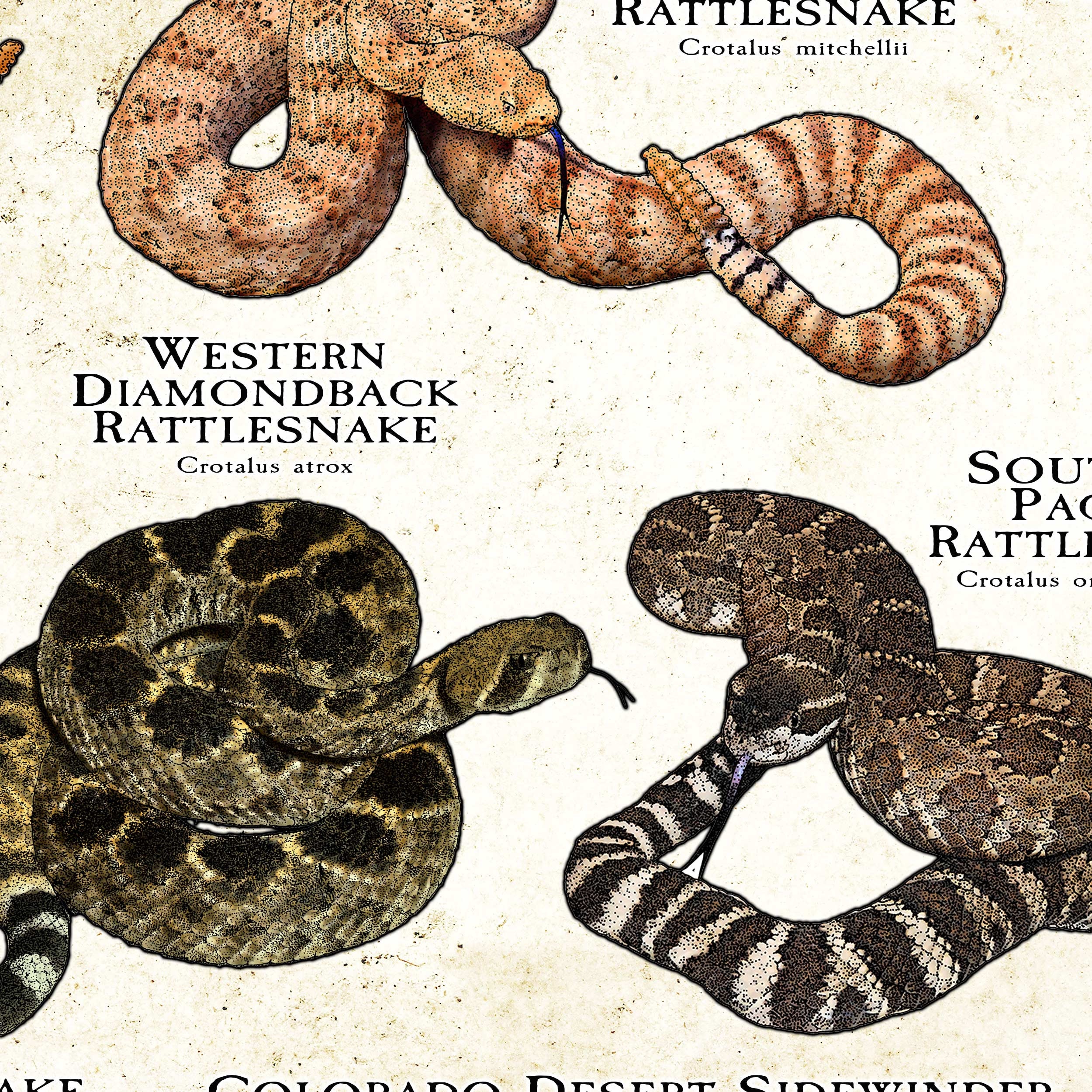 Venomous Snakes of California Art Print / Field Guide - Etsy Australia
