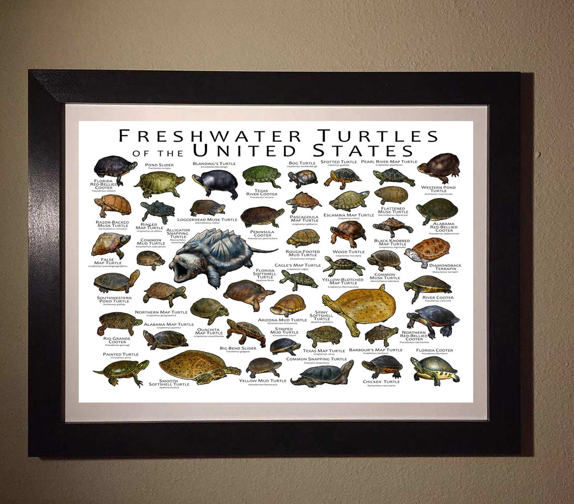 Freshwater Turtles of the United States Art Print / Field - Etsy