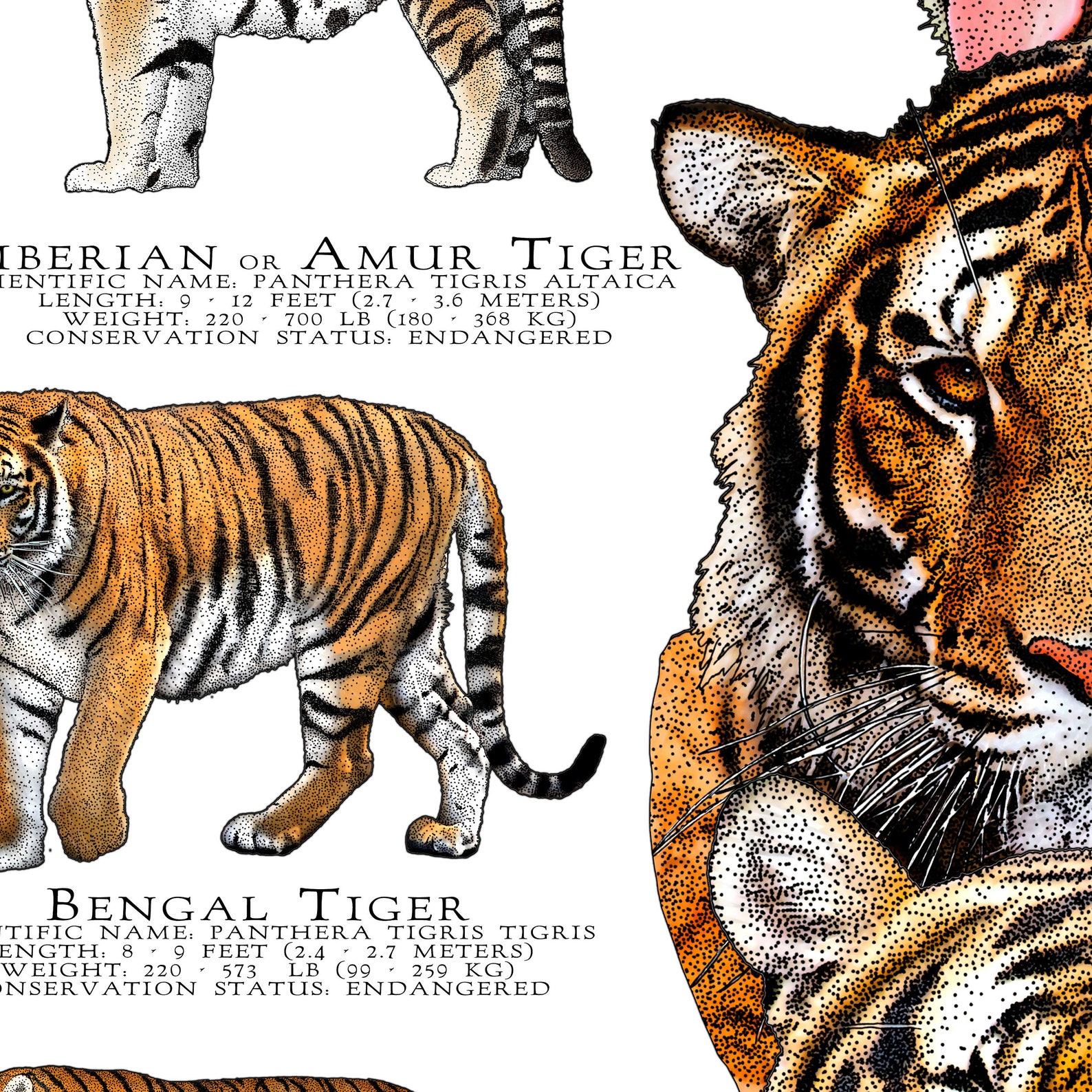 Endangered Tigers of Asia Poster - Etsy