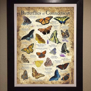 Butterflies of Connecticut Poster Print - Field Guide - Etsy