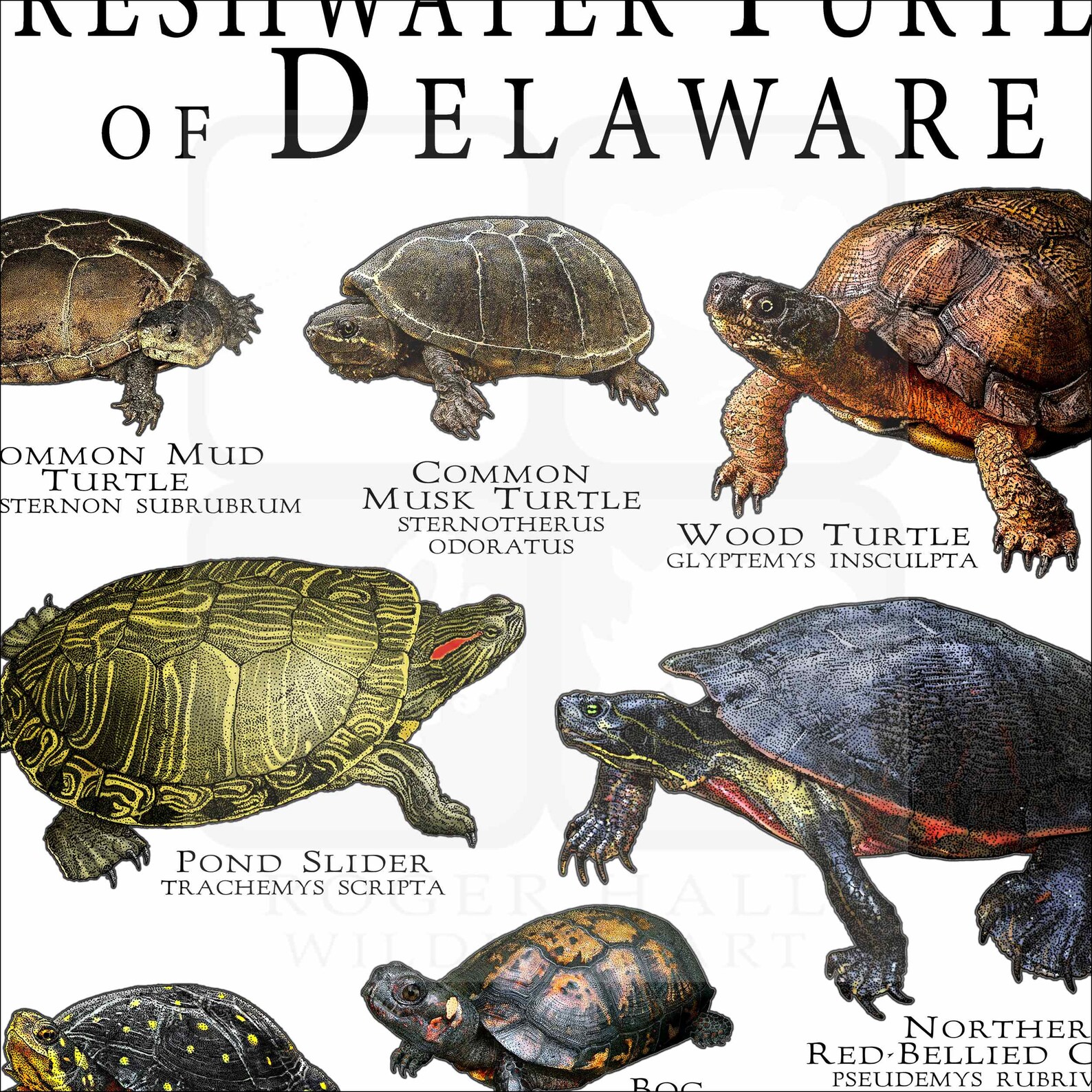 Freshwater Turtles of Delaware Poster Print Field Guide - Etsy