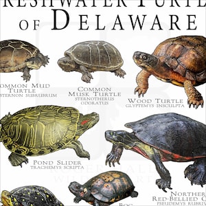 Freshwater Turtles of Delaware Poster Print/field Guide - SIGNED BY ...
