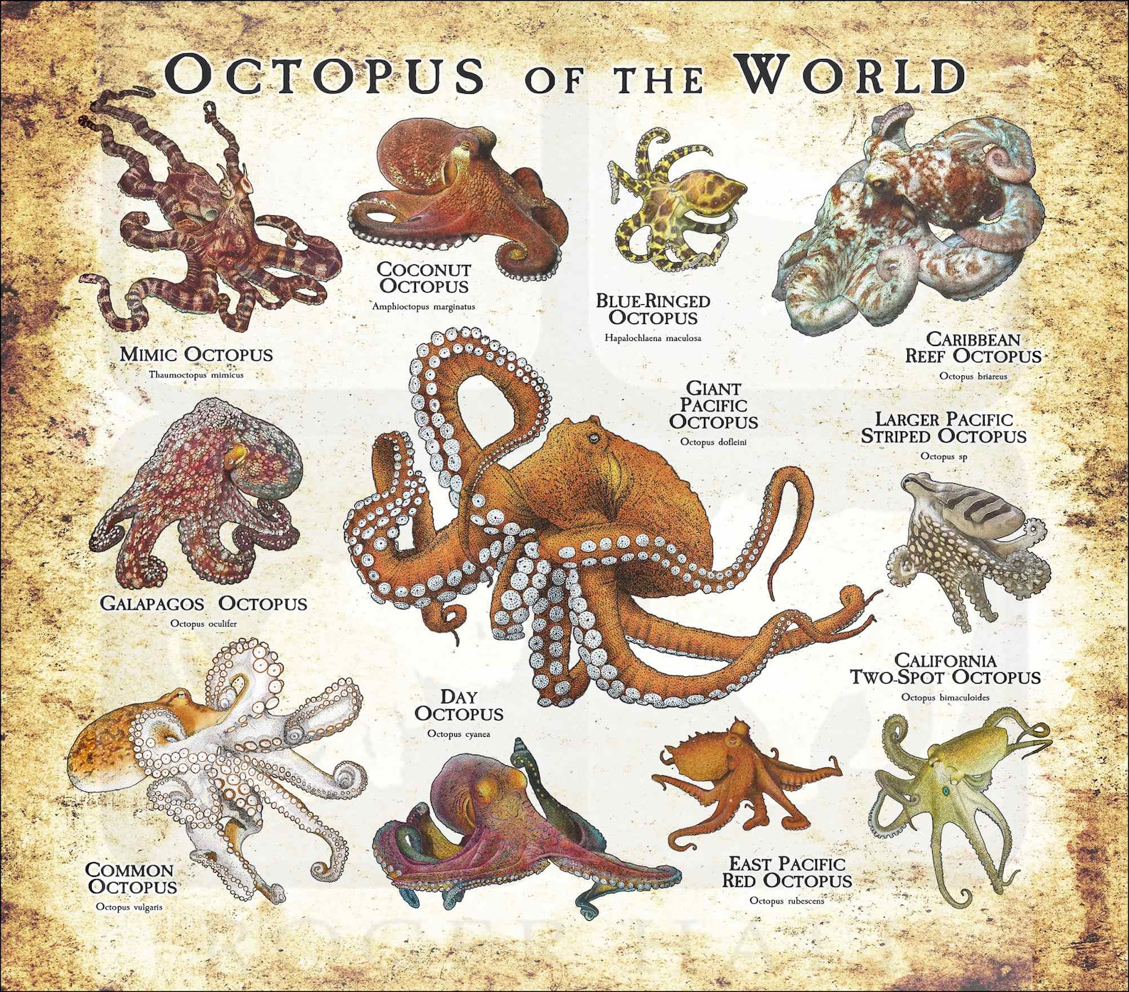 Octopus of the World Poster Print - Etsy