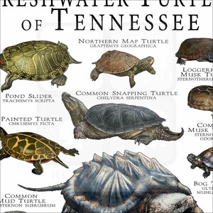Freshwater Turtles of Tennessee Poster Print/field Guide - SIGNED BY ...