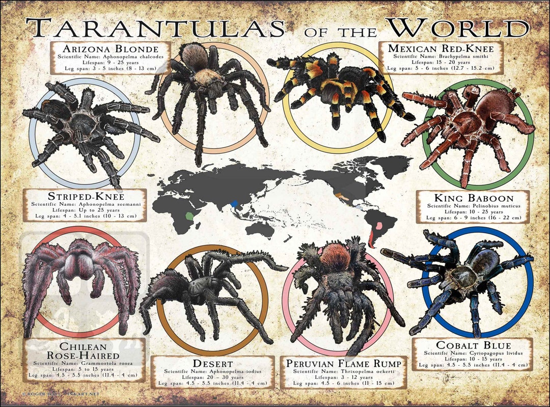 Tarantula Species of the World Poster Print - Etsy