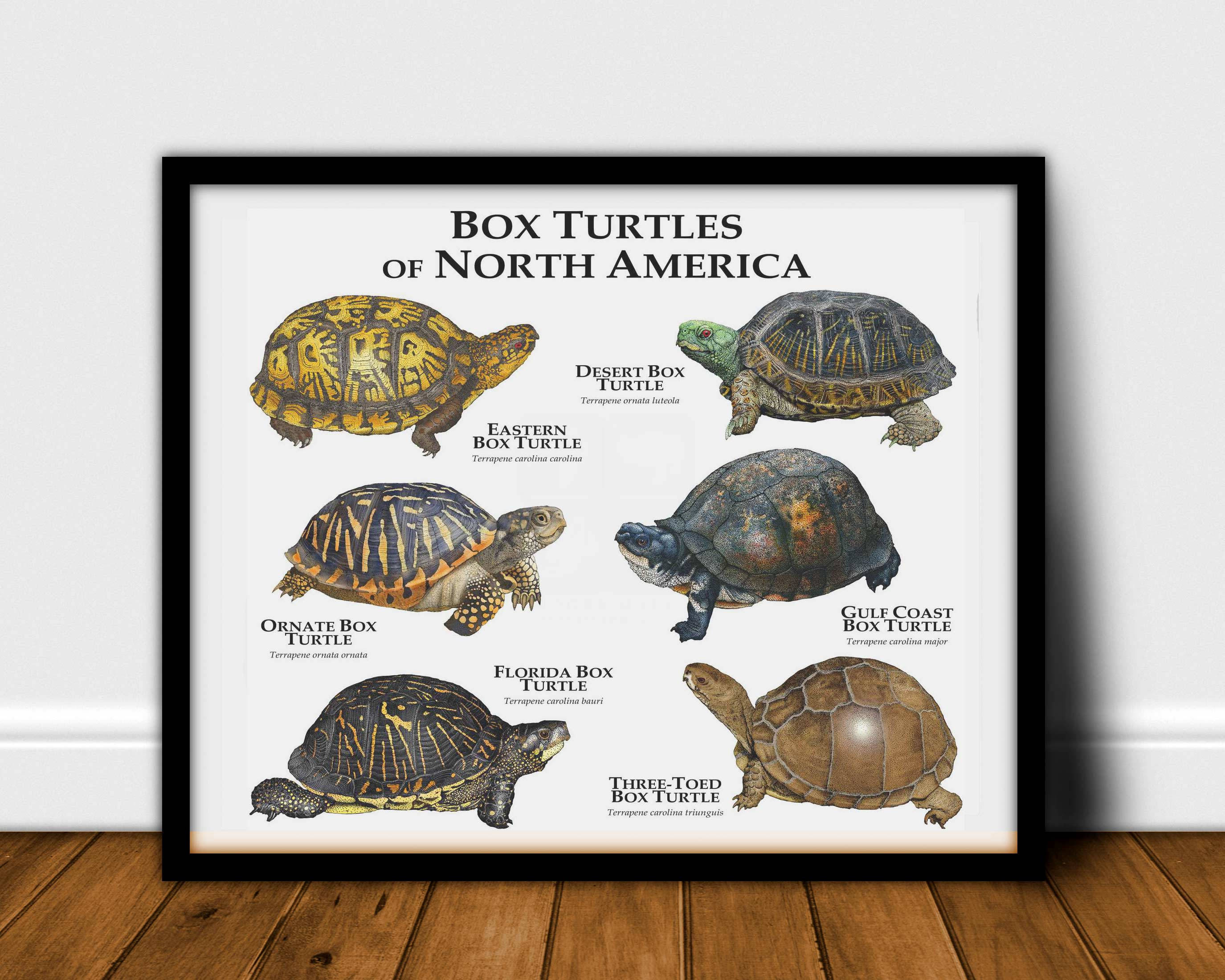 Box Turtles of North America Poster Print | Etsy