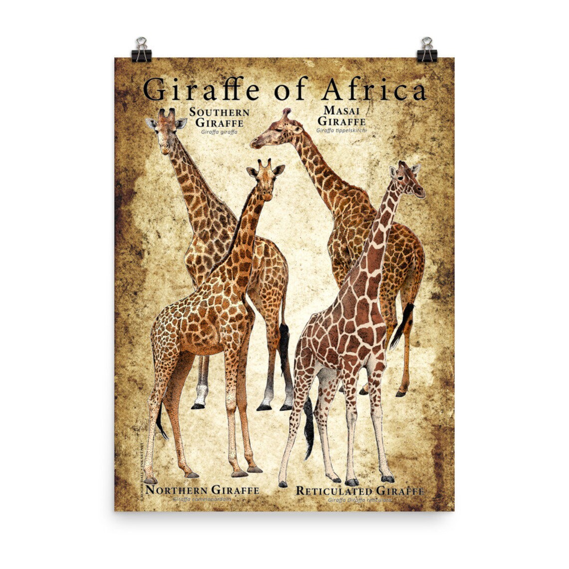 Giraffes of Africa Poster | Etsy
