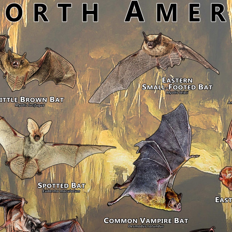 Bats of North America Poster Print - SIGNED BY ARTIST! - Etsy