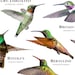 Hummingbirds of the United States Art Poster Print / Field Guide ...