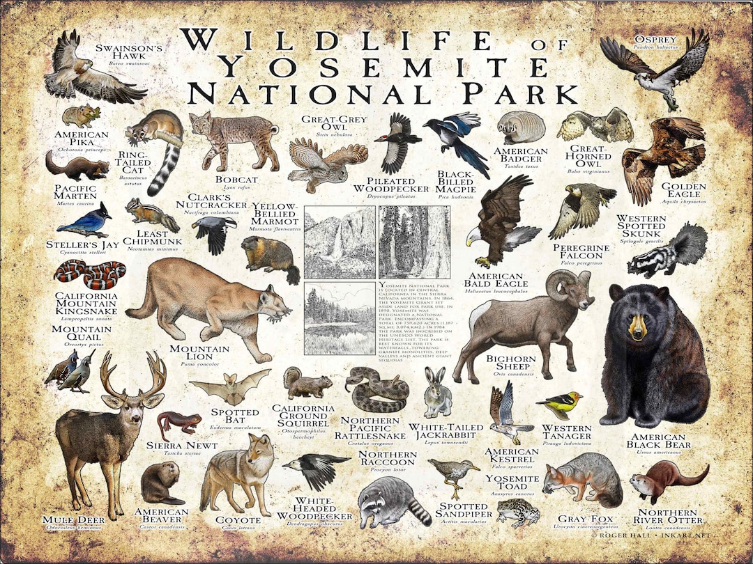 Wildlife Of Yosemite National Park Field Guide Etsy