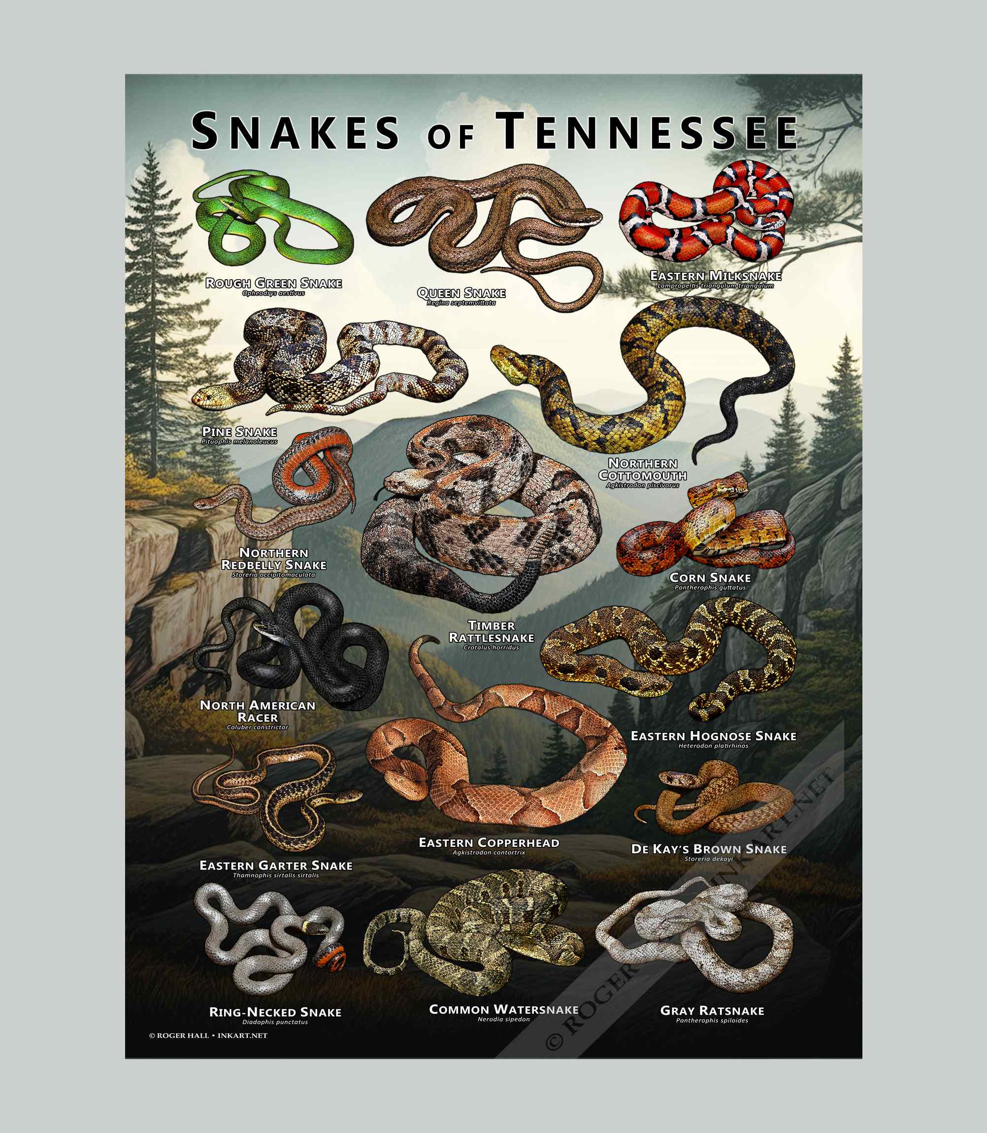 Snakes of Tennessee Poster Print/field Guide - SIGNED BY ARTIST! - Etsy