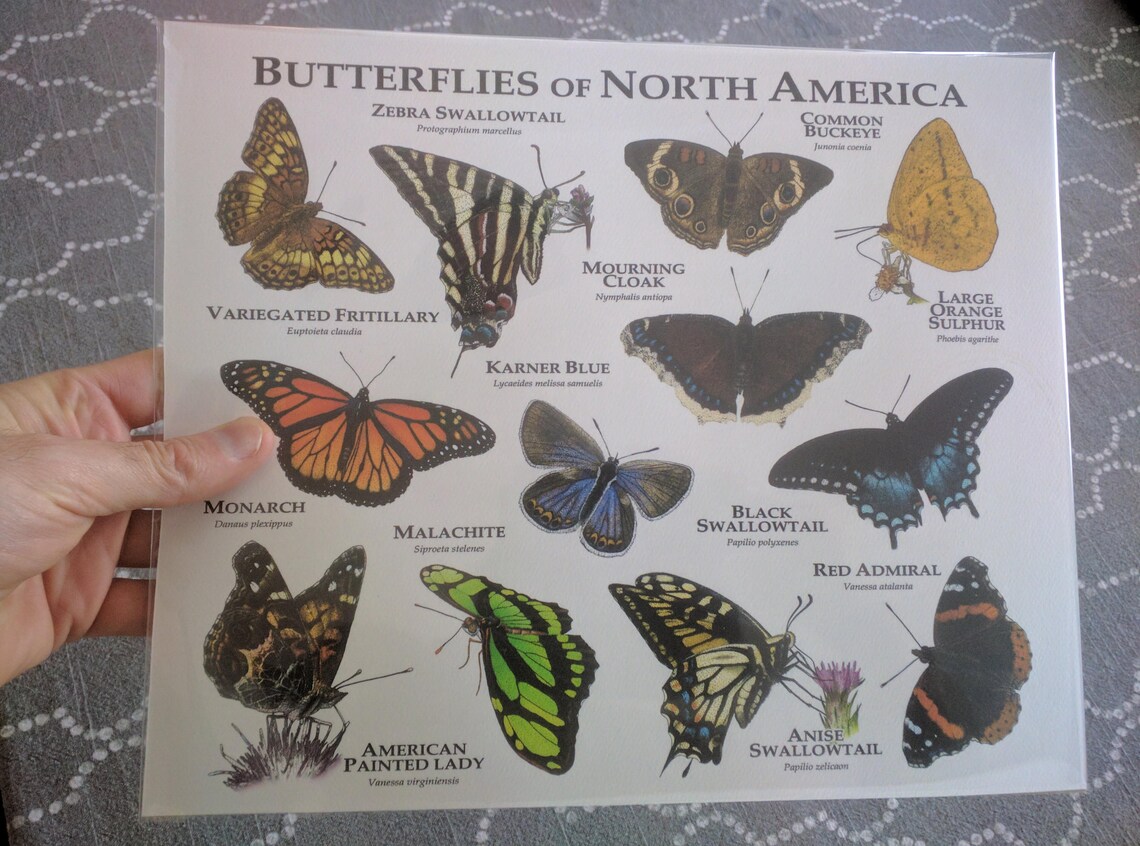 Butterflies of North America Poster Print | Etsy