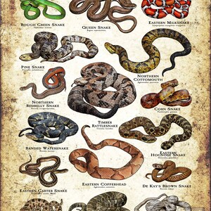 Snakes of Kentucky Poster Print Field Guide - Etsy
