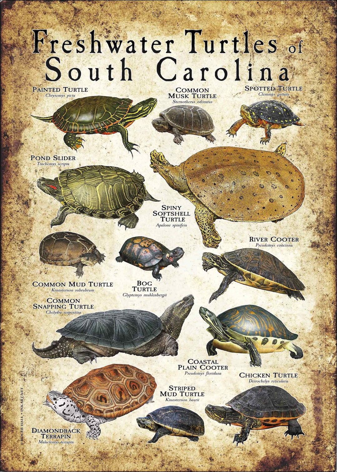 Freshwater Turtles of South Carolina Poster Print/field Guide - SIGNED ...