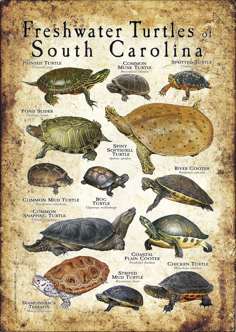 Freshwater Turtles of South Carolina Poster Print/field Guide - SIGNED ...