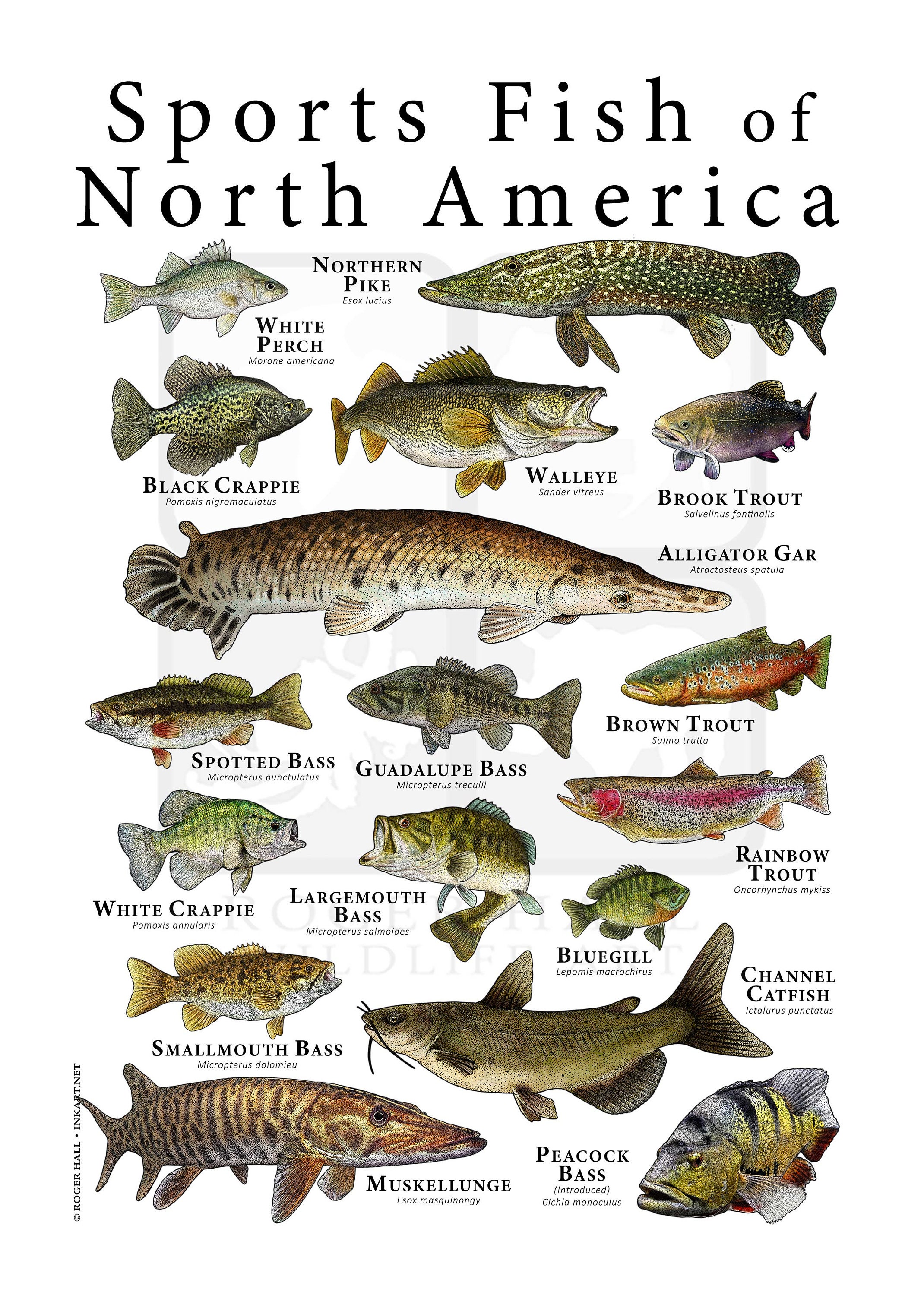 Sports Fish of North America | Etsy