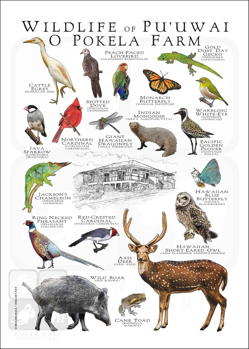 Custom Wildlife Poster - USA Region or County - Etsy