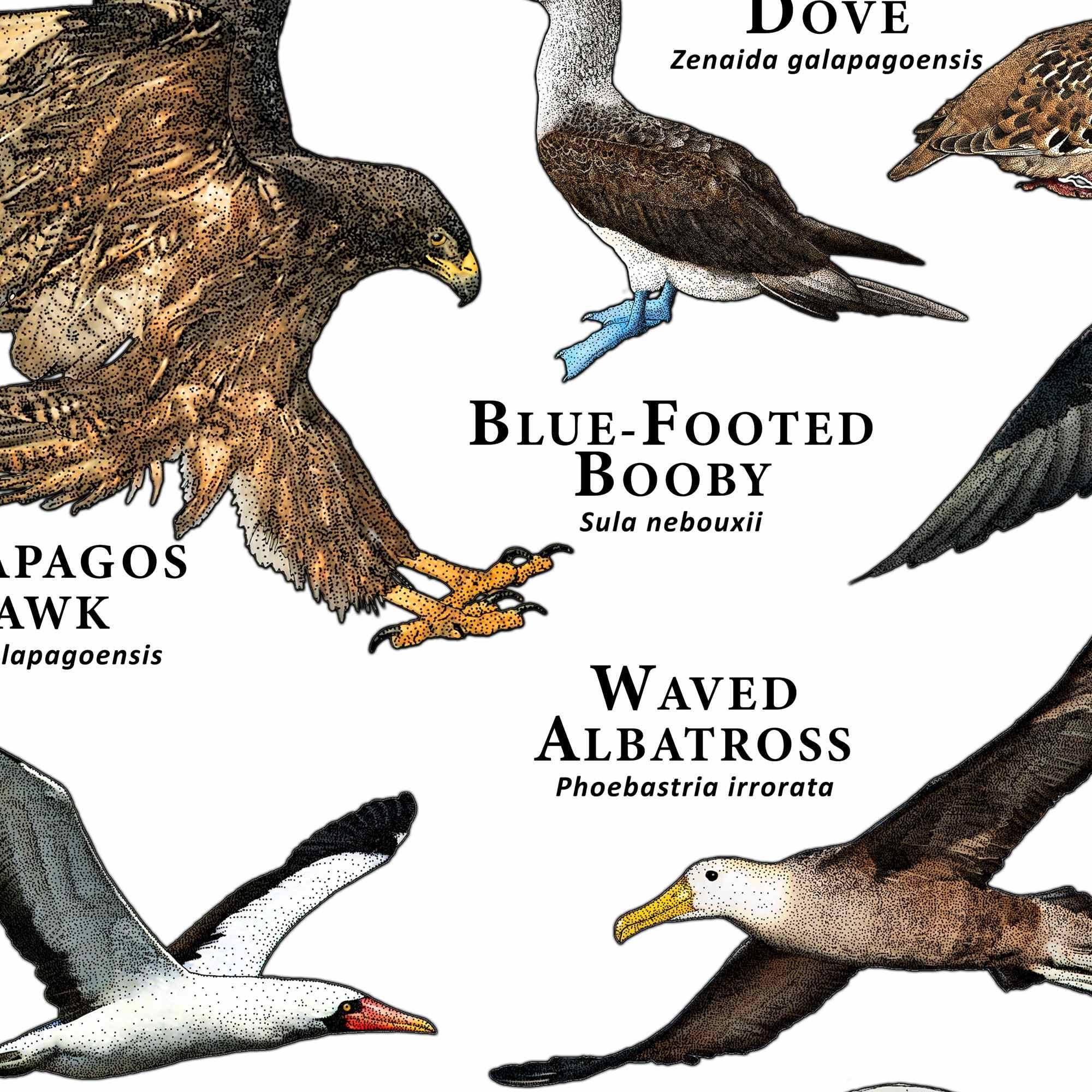 Animals of the Galapagos Islands Poster Print - SIGNED BY ARTIST! - Etsy