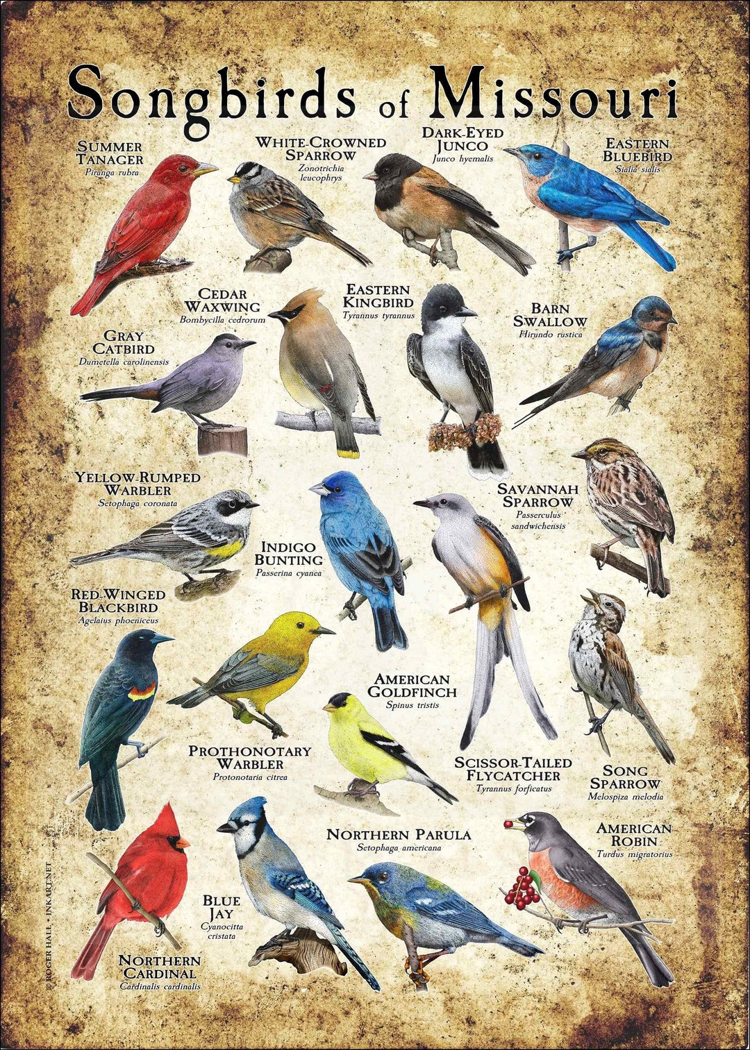 Songbirds of Missouri Poster Print Field Guide - Etsy