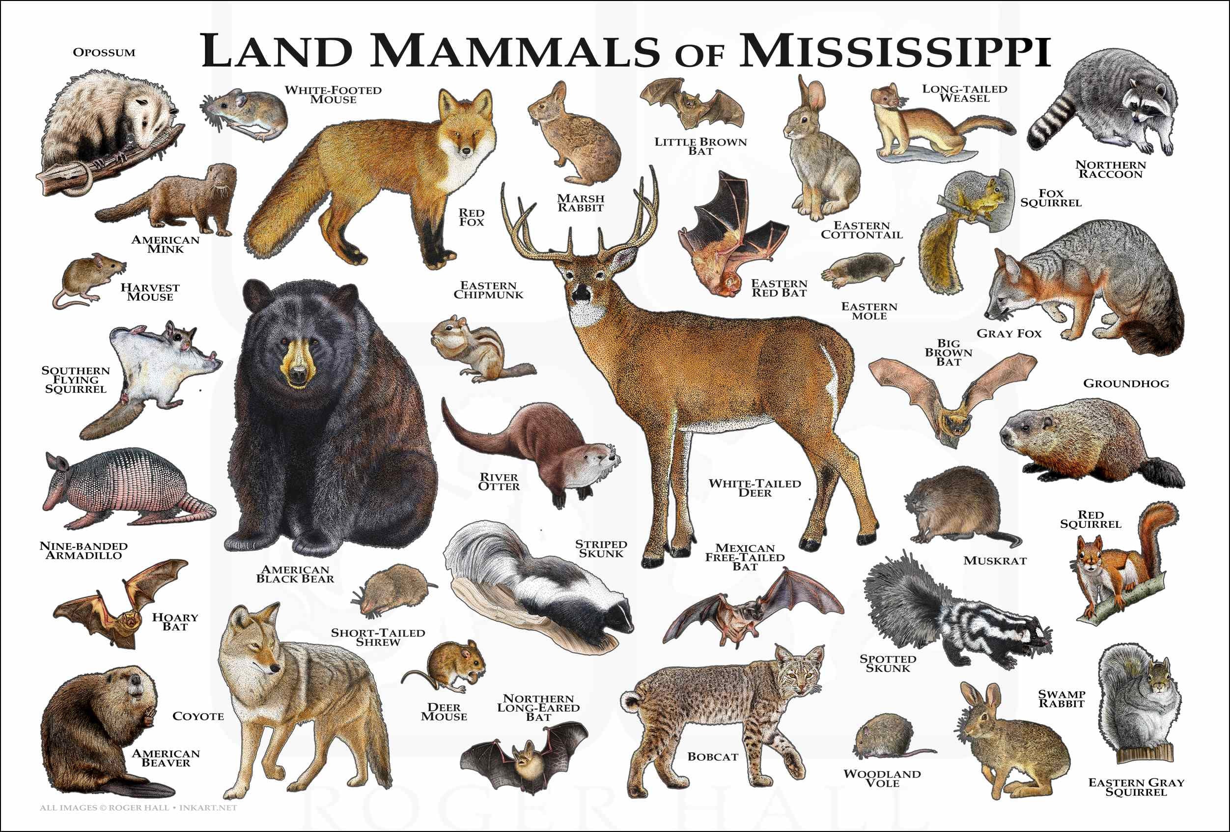 Land Mammals of Mississippi Poster Print / Mississippi Mammals - Etsy ...