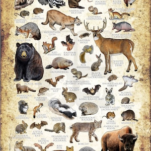 Missouri Mammals Poster Print: Field Guide Art - Signed - Etsy