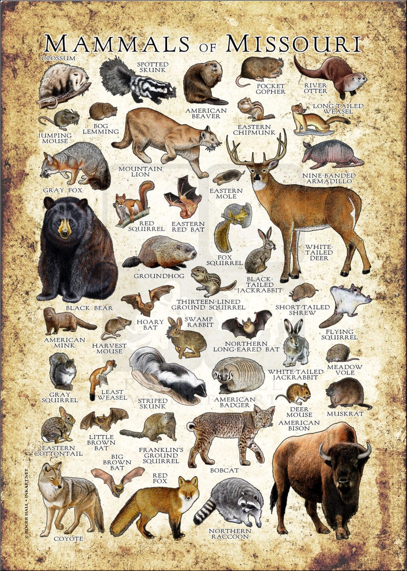 Missouri Mammals Poster Print: Field Guide Art - Signed - Etsy