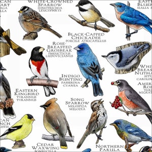 Songbirds of Illinois Poster Print Field Guide - Etsy