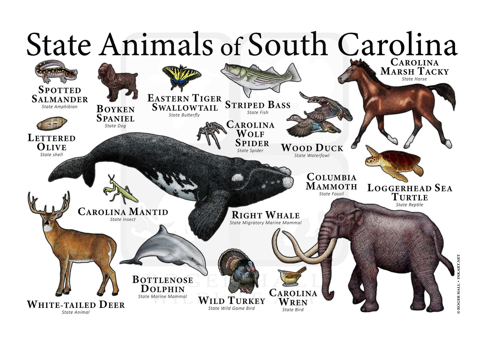 South Carolina State Animals | Etsy