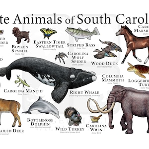 South Carolina State Animals - Etsy UK