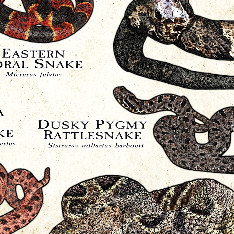 Venomous Snakes of South Carolina Art Print / Field Guide - Etsy