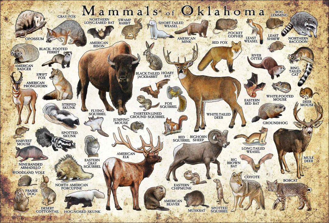 Mammals of Oklahoma Poster Print / Oklahoma Mammals Field Guide ...