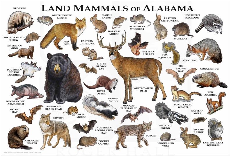 Land Mammals of Alabama Poster Print / Alabama Mammals Field - Etsy