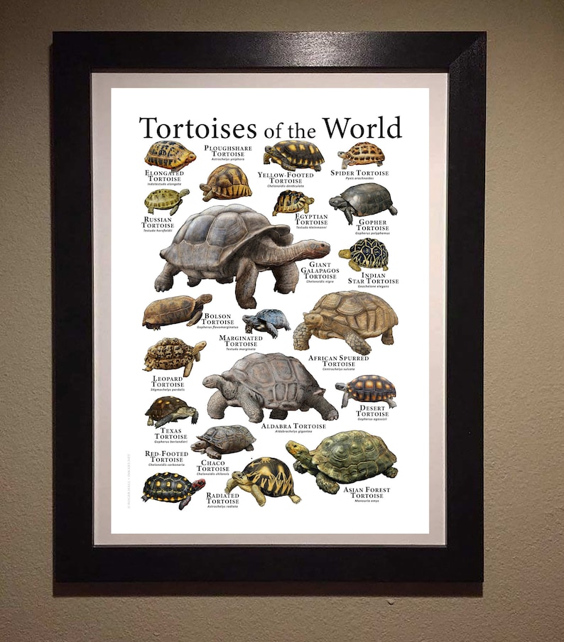 Tortoises of the World Poster Print | Etsy