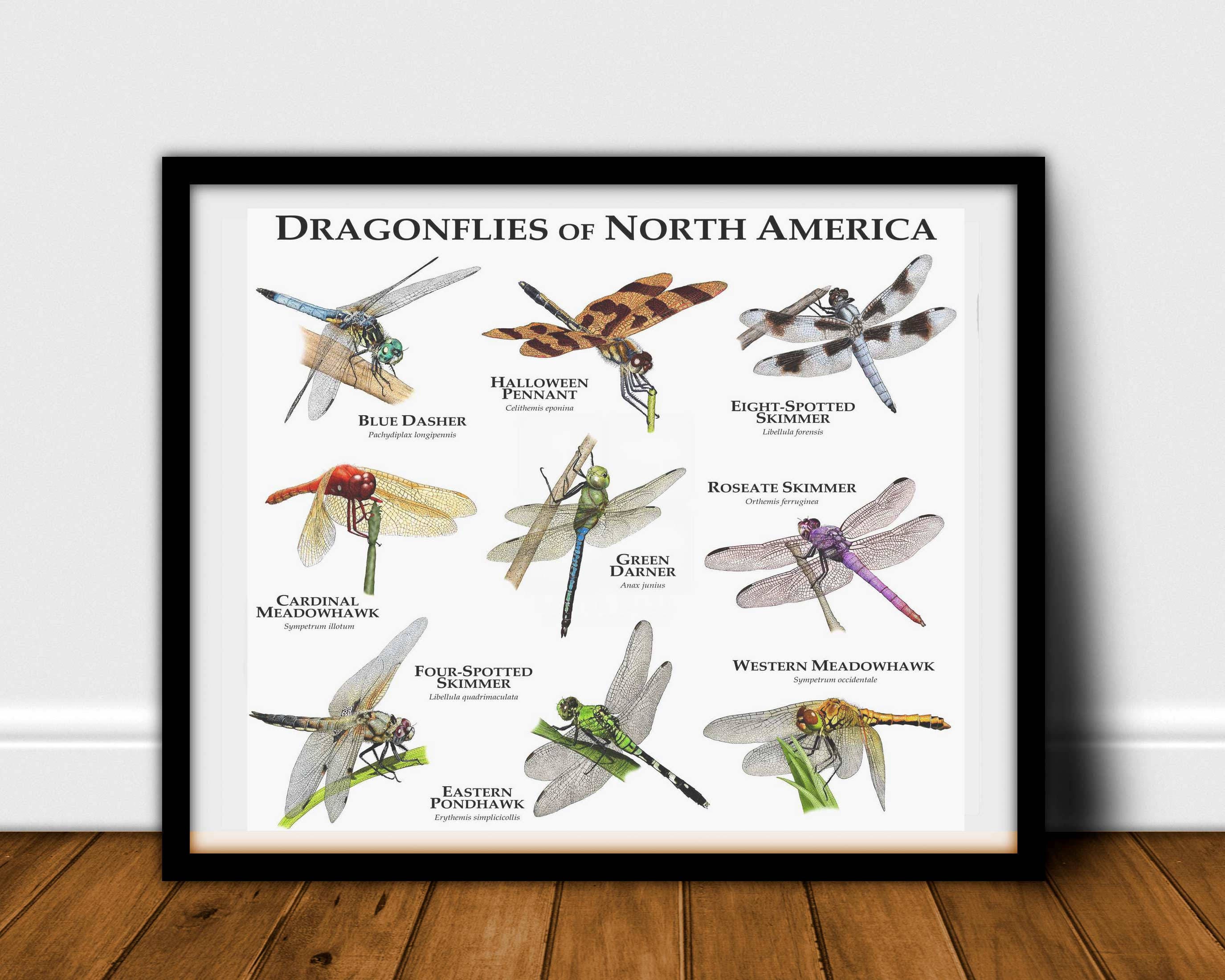 Dragonflies of North America Poster Print | Etsy