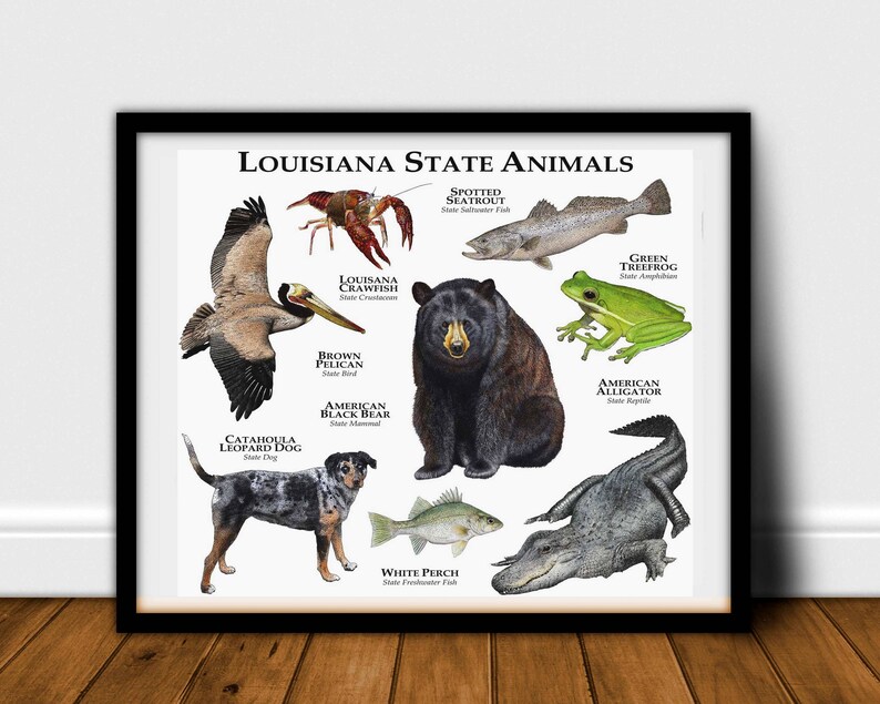 Louisiana State Animals Poster Print | Etsy