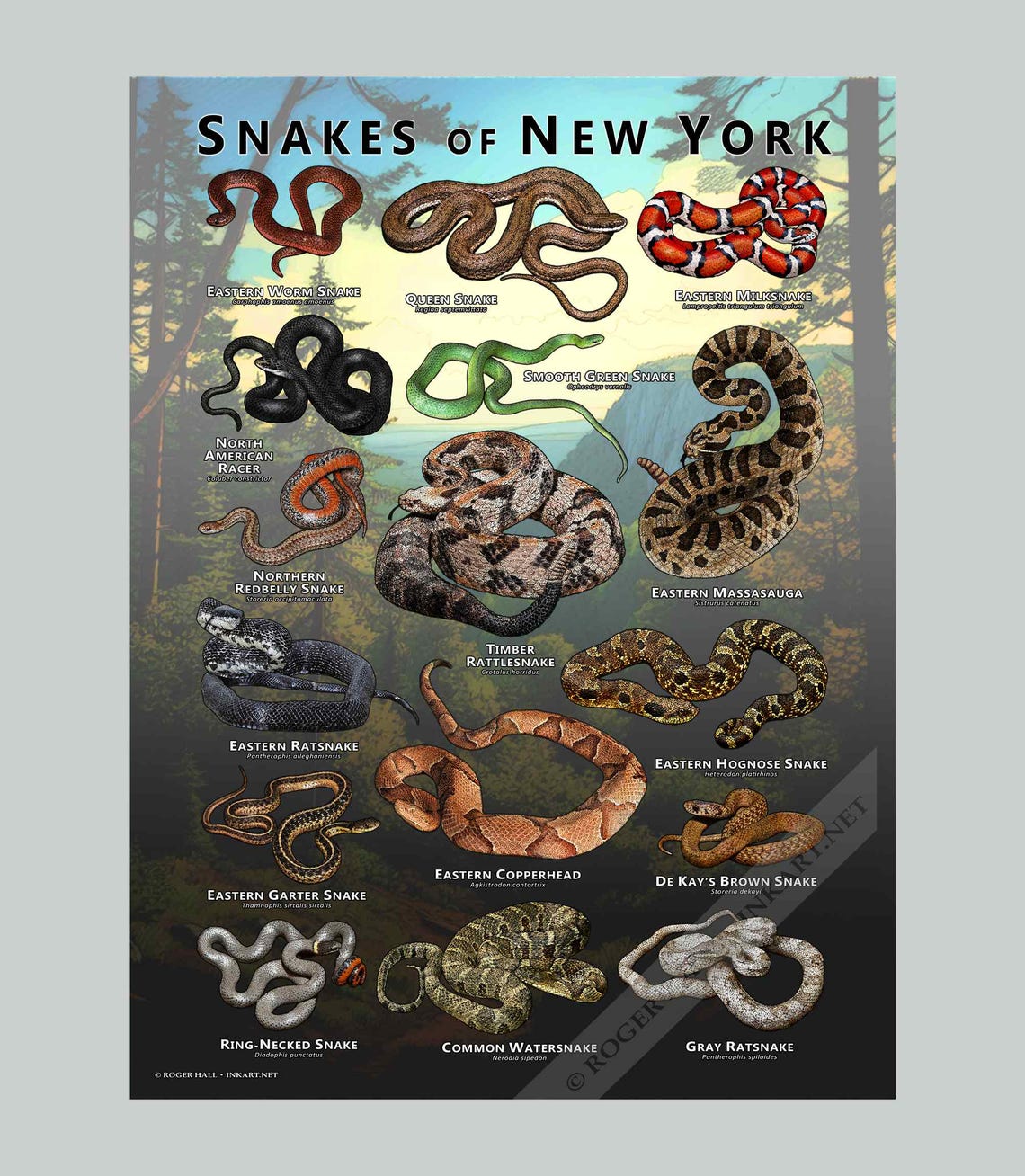 Snakes of New York Poster Print/field Guide - SIGNED BY ARTIST! - Etsy