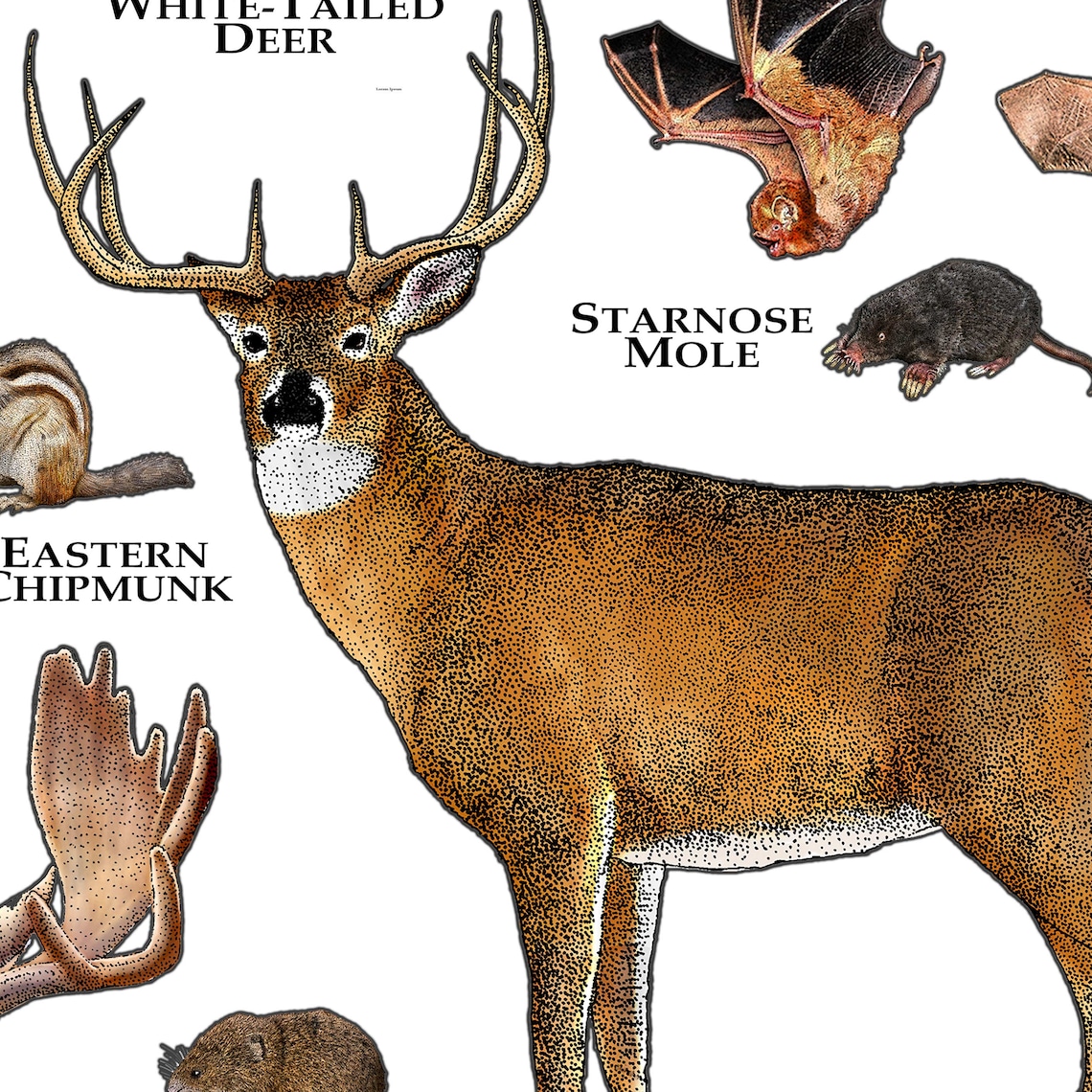 Mammals of Vermont Poster Print / Vermont Mammals Field Guide - Etsy
