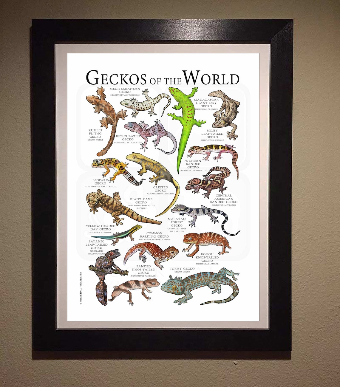 Geckos of the World Poster Print | Etsy