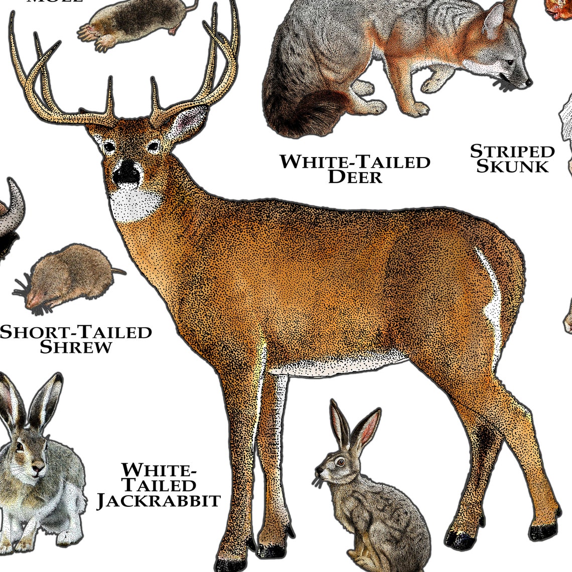 Missouri Mammals Poster Print: Field Guide Art - Signed - Etsy