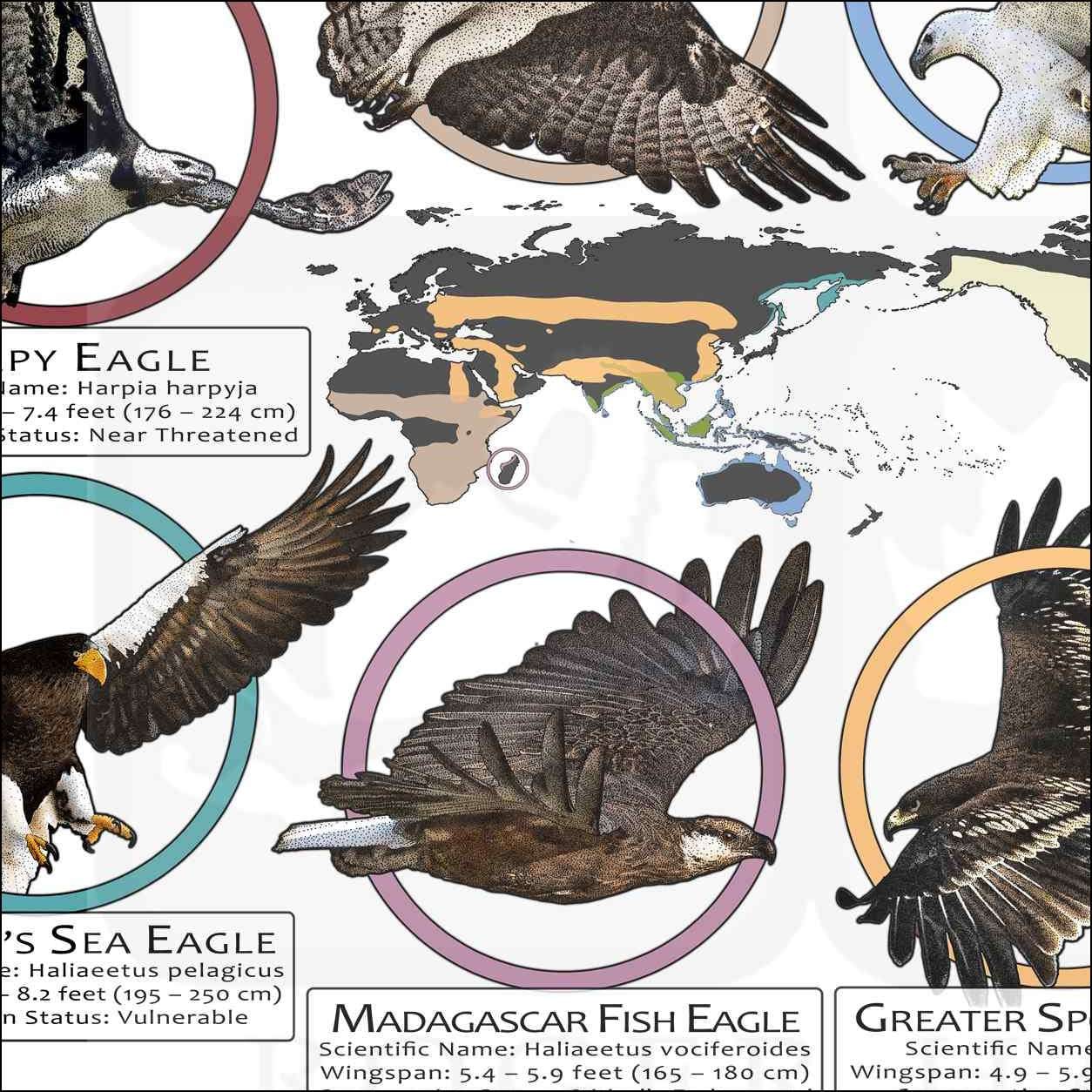 Types Of Eagles And Their Names