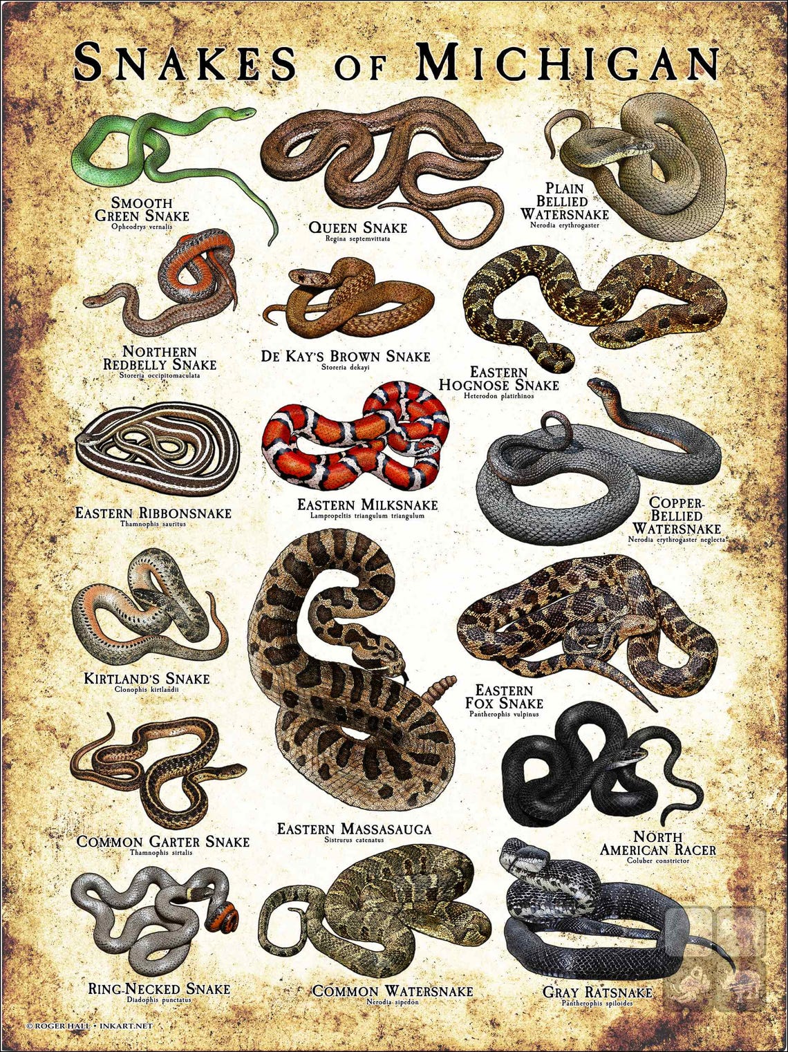 Snakes of Michigan Poster Print/field Guide - SIGNED BY ARTIST - Etsy