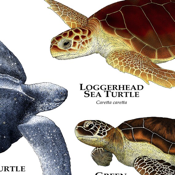Tortugas Marinas Del Mundo Apareció En Uruguay La Especie De Tortuga