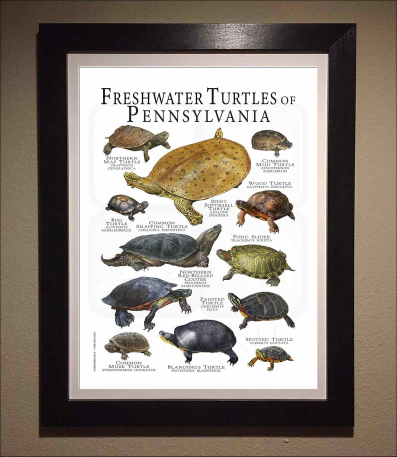 Freshwater Turtles of Pennsylvania Poster Print Field Guide - Etsy