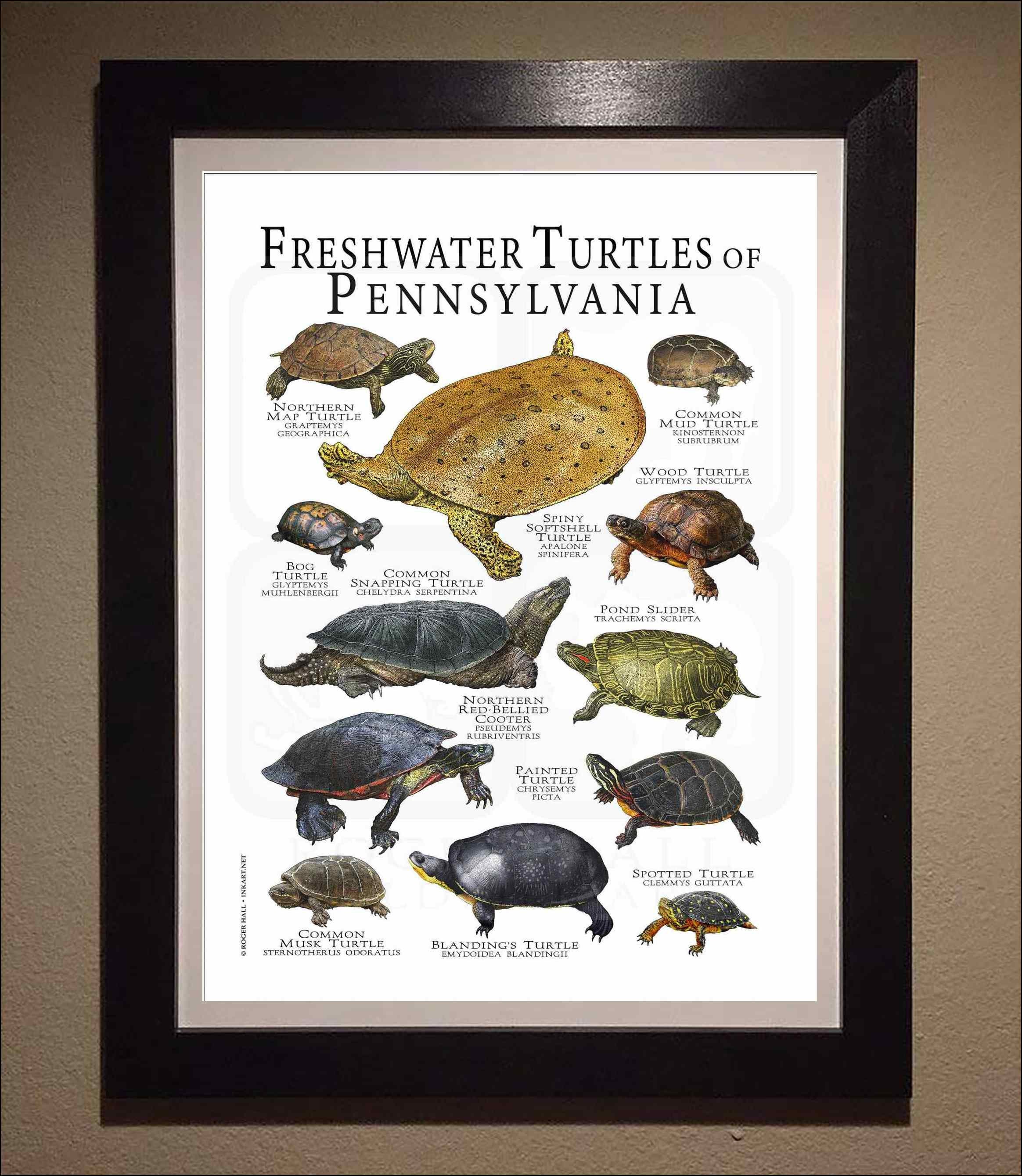 Freshwater Turtles of Pennsylvania Poster Print Field Guide - Etsy