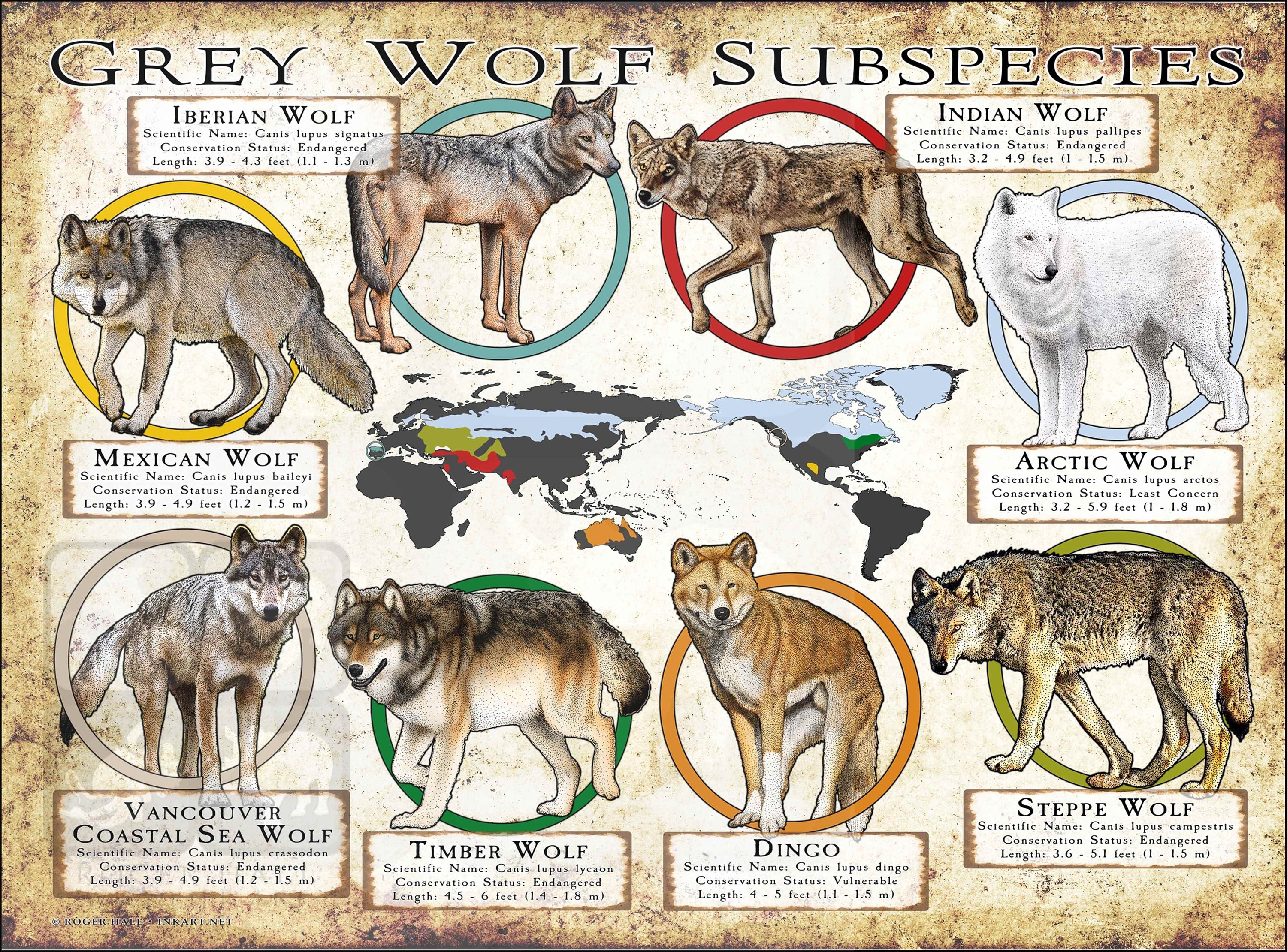 Steppe Wolf