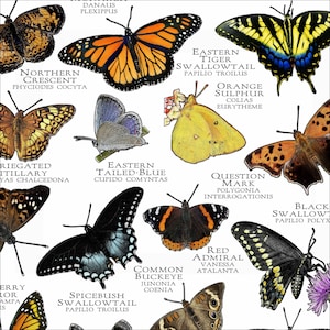 Butterflies of Michigan Poster Print Field Guide - Etsy