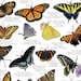 Butterflies of Michigan Poster Print Field Guide - Etsy