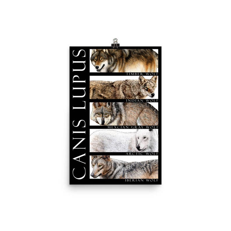 Wolves of the World Poster | Etsy